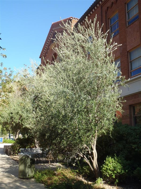 Find Trees & Learn | UA Campus Arboretum